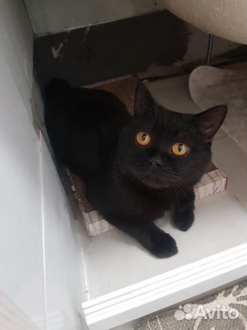 Британская