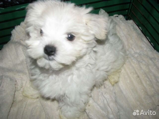 Щенки болонки