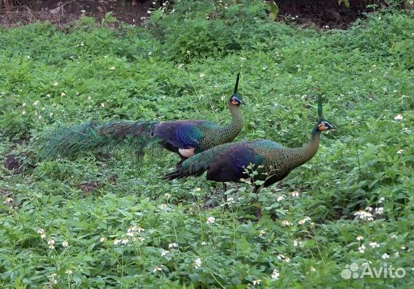 Павлины продажа