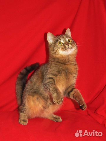 Маруся ищет дом