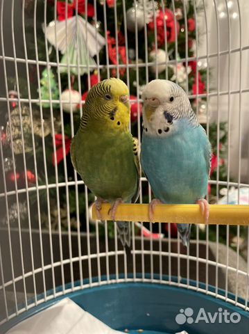 Волнистый попугай 2 шт