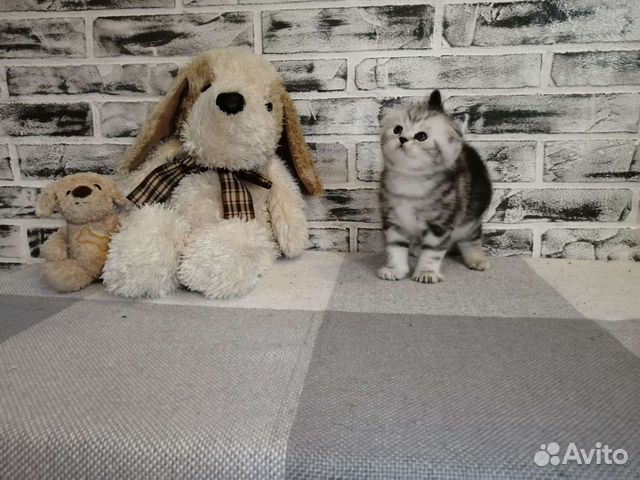 Шотландские вислоухие котята