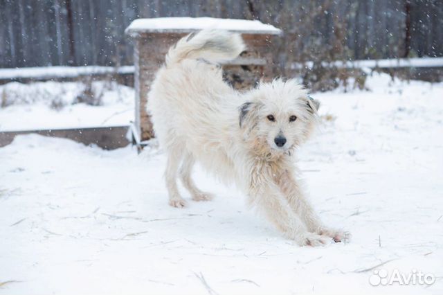 Собака в добрые руки