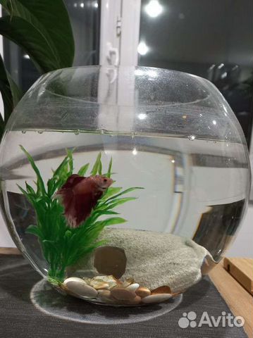 Рыбка петушок с авквариумом 5л