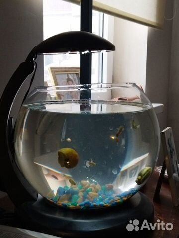 Аквариум с рыбками