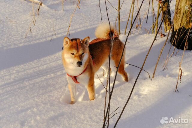 Вязка Шиба-Ину