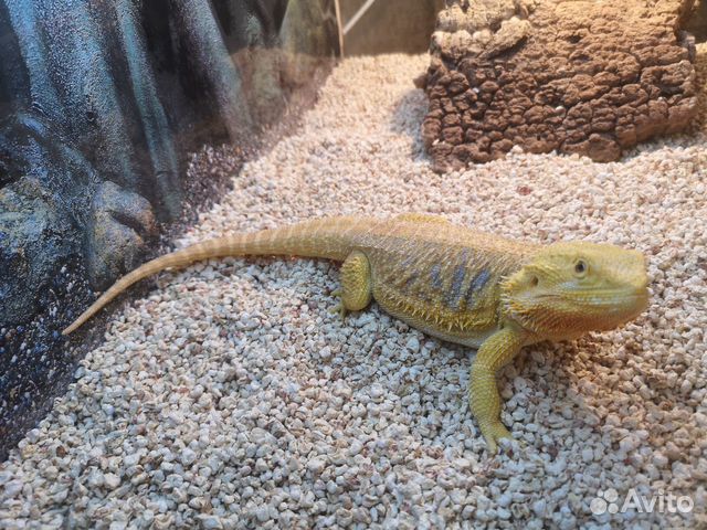 Бородатая агама