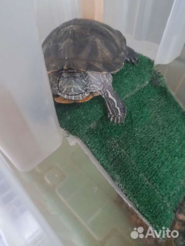 Красноухая черепаха