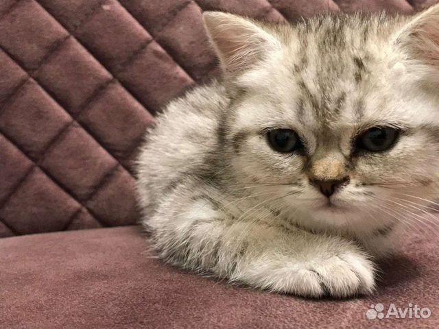 Шотландские прямоухие котята