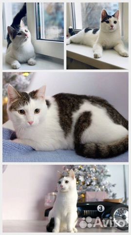 Два котана,брата ищут дом