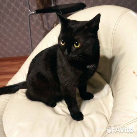 Чёрный принц