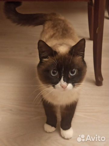 Голубоглазые девочка ищет семью