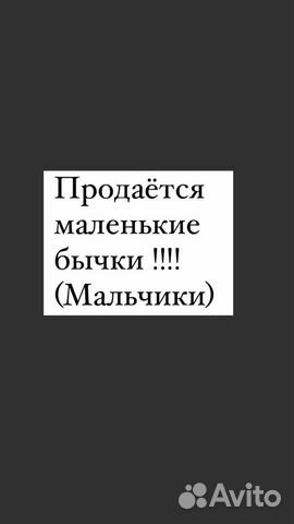 Бычки