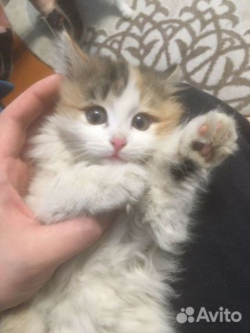 Кошка