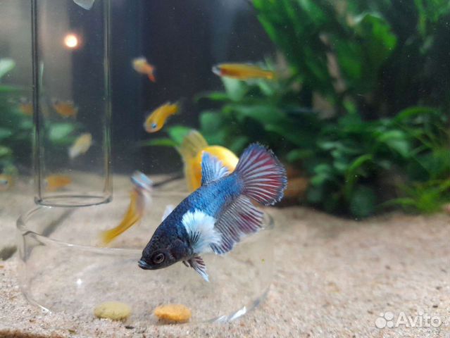 Рыбка петушок (самка)