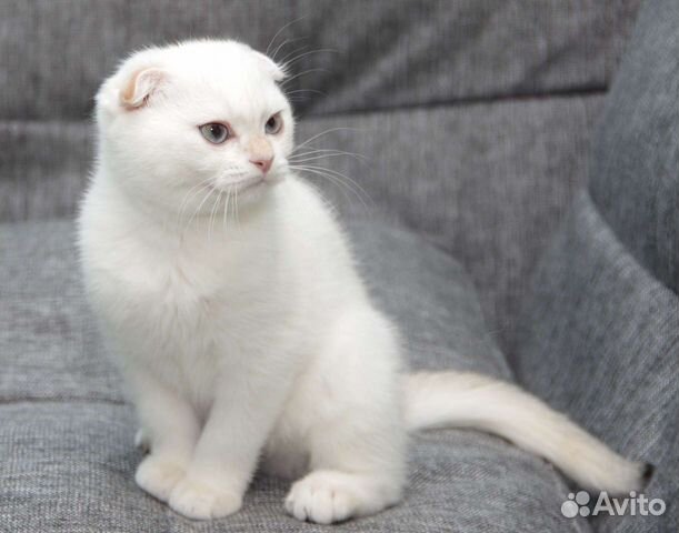 Шотландский вислоухий котик