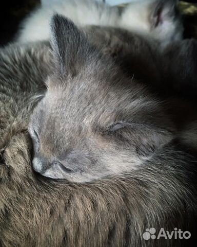 Котята тай тонк