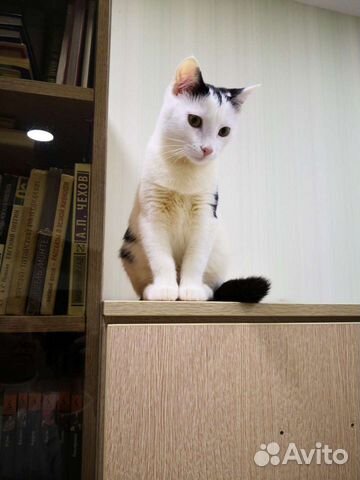 Котенок девочка в надежные руки