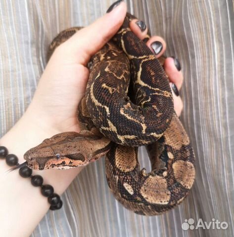 Удав императорский Сонора