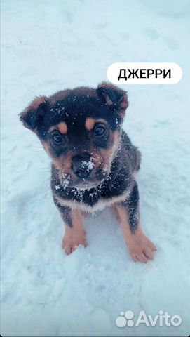 Среднеазиатская овчарка метис