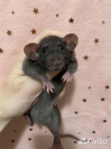 Крысята дамбо