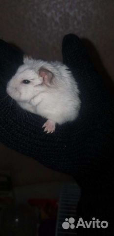 В дар хомяка с клеткой и всем приданым