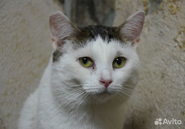 Кот Филимон Домой Домой Домой