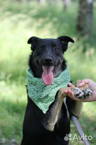 Спасите Багги из приюта