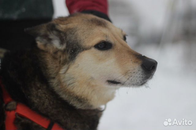 Продам собаку