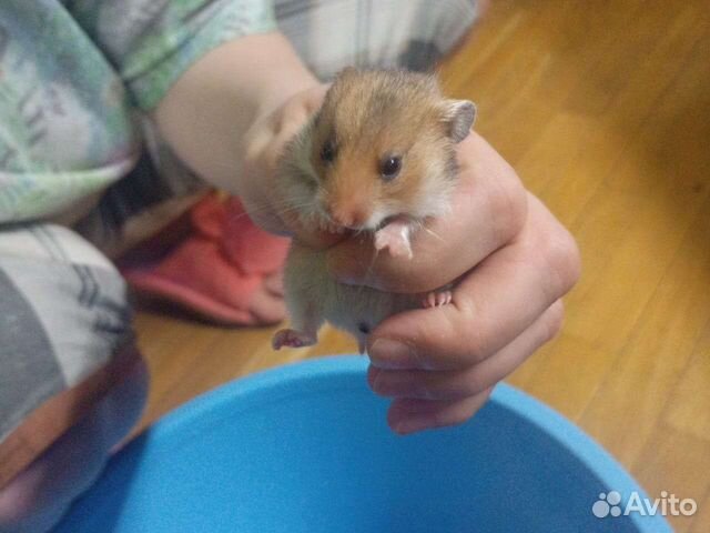 Хомячки