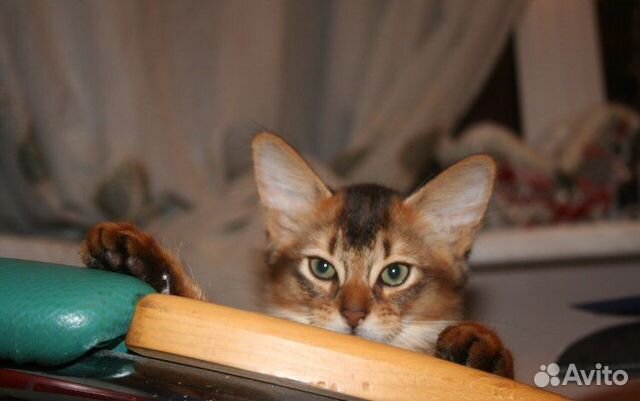 Сомалийские котята