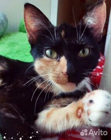 Котёнок девочка трёхцветная
