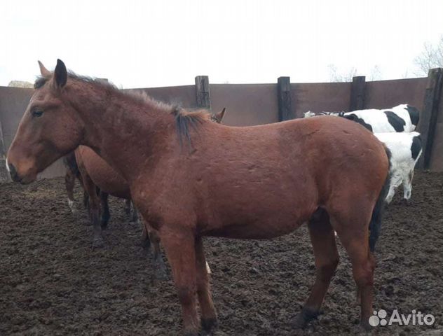 Мясо конины