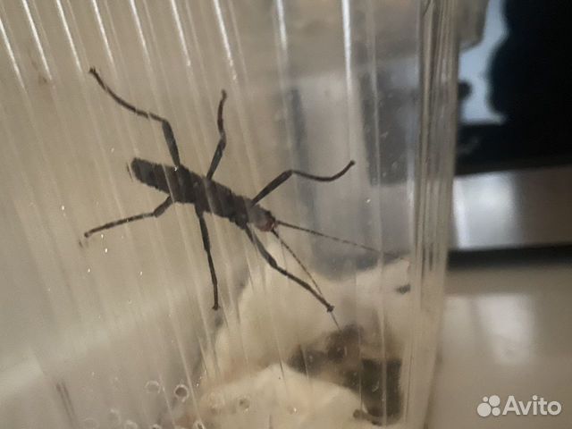 Отдам бесплатно палочников перуанских