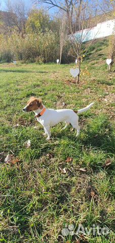 Джек Рассел терьер