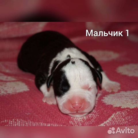 Стаффордширский терьер щенки