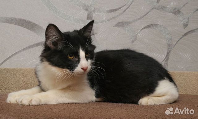 Фомушка хочет домой