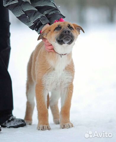 Честер (мальчик 4,5 месяца) ждет вас в приюте