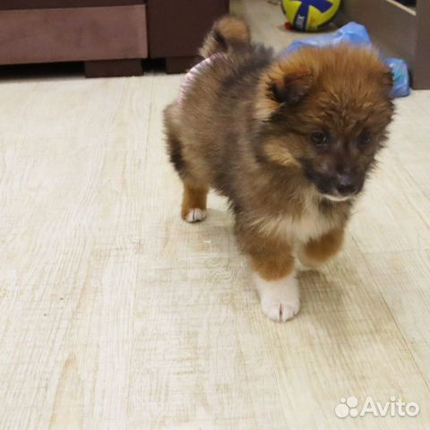 Альма ищет дом и любящих хозяев