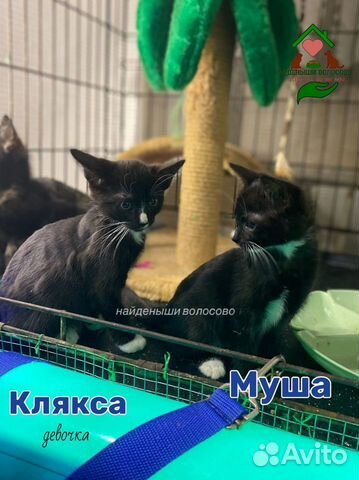 Котята подброшены под дверь
