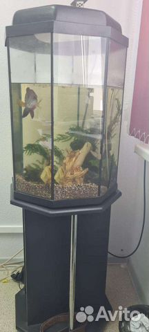 Аквариумные рыбки