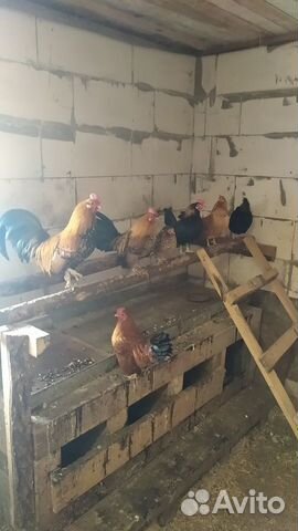 Куры бентамки (2 куры, 5 петухов)