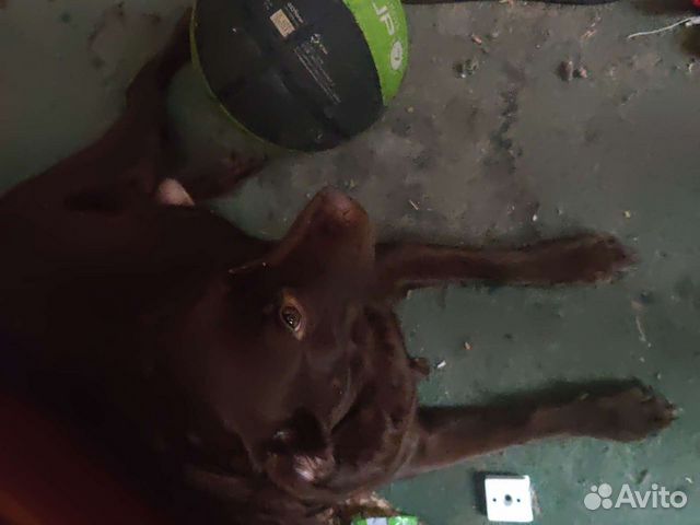 Найдена собака