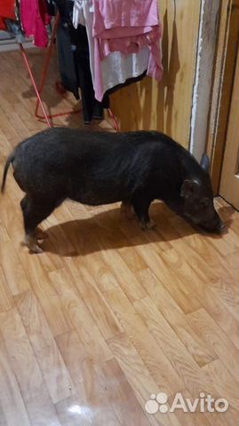 Вьетнамский вислобрюхий хряк