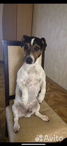 Джек рассел вязка мальчик