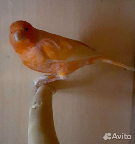 Кенар(канарейка) Красный Шиммель