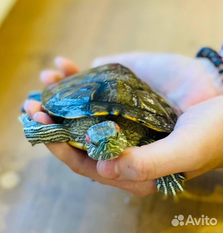 Красноухая черепаха с аквариумом