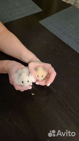 Сирийский хомяк