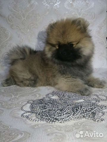 Померанский шпиц мальчик