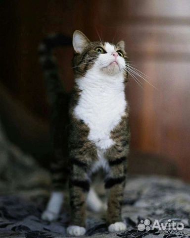 Кошки в добрые руки